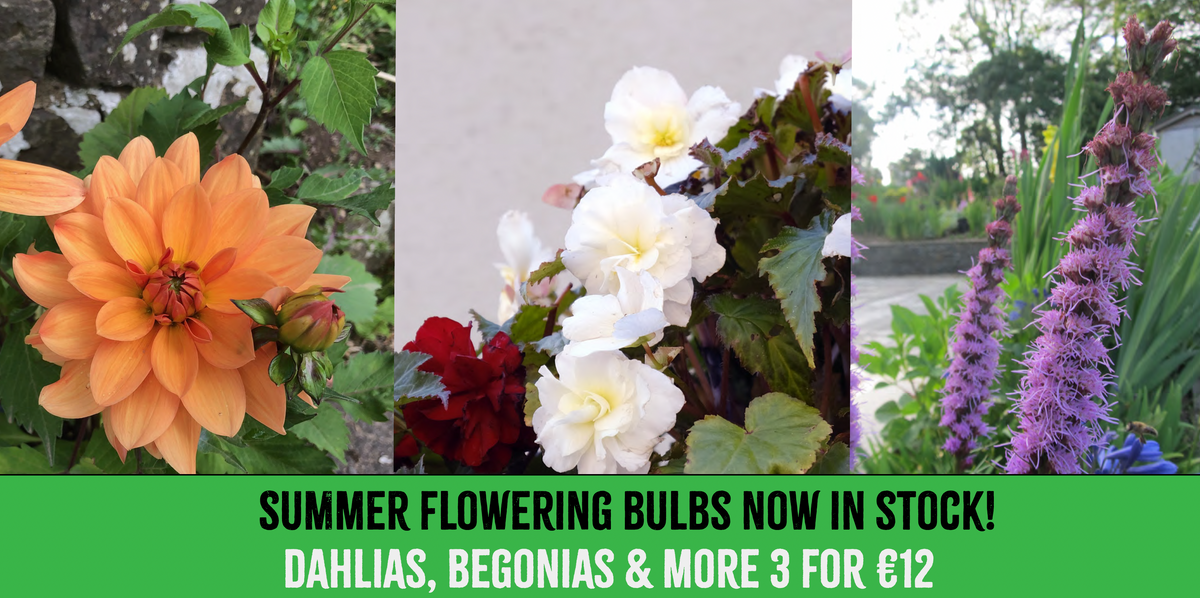Summer flowering bulbs 3 Packs for €12 | Greens of Ireland