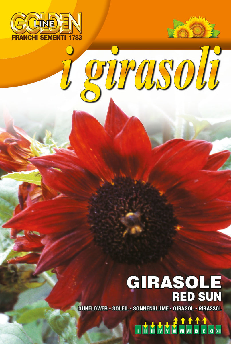Flowers Seed Sunflower red sun | Greens of Ireland