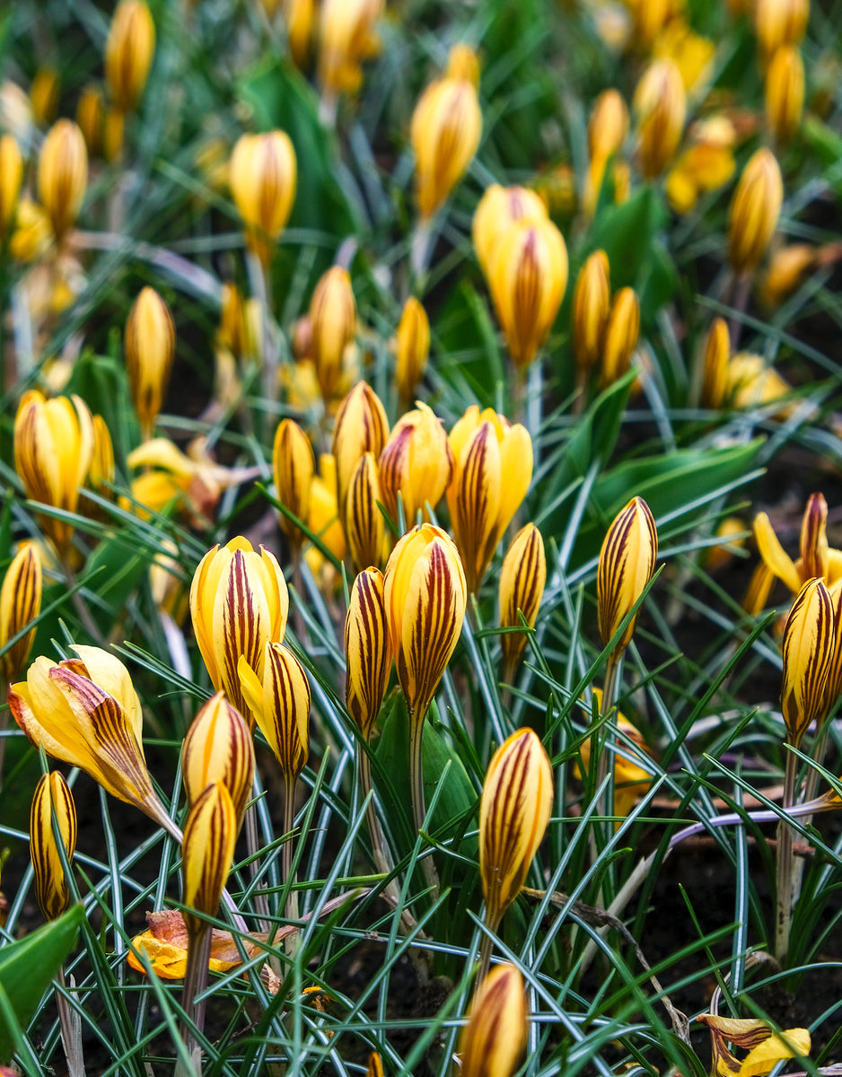 Crocus Species 'Fuscotinctus' | Greens of Ireland