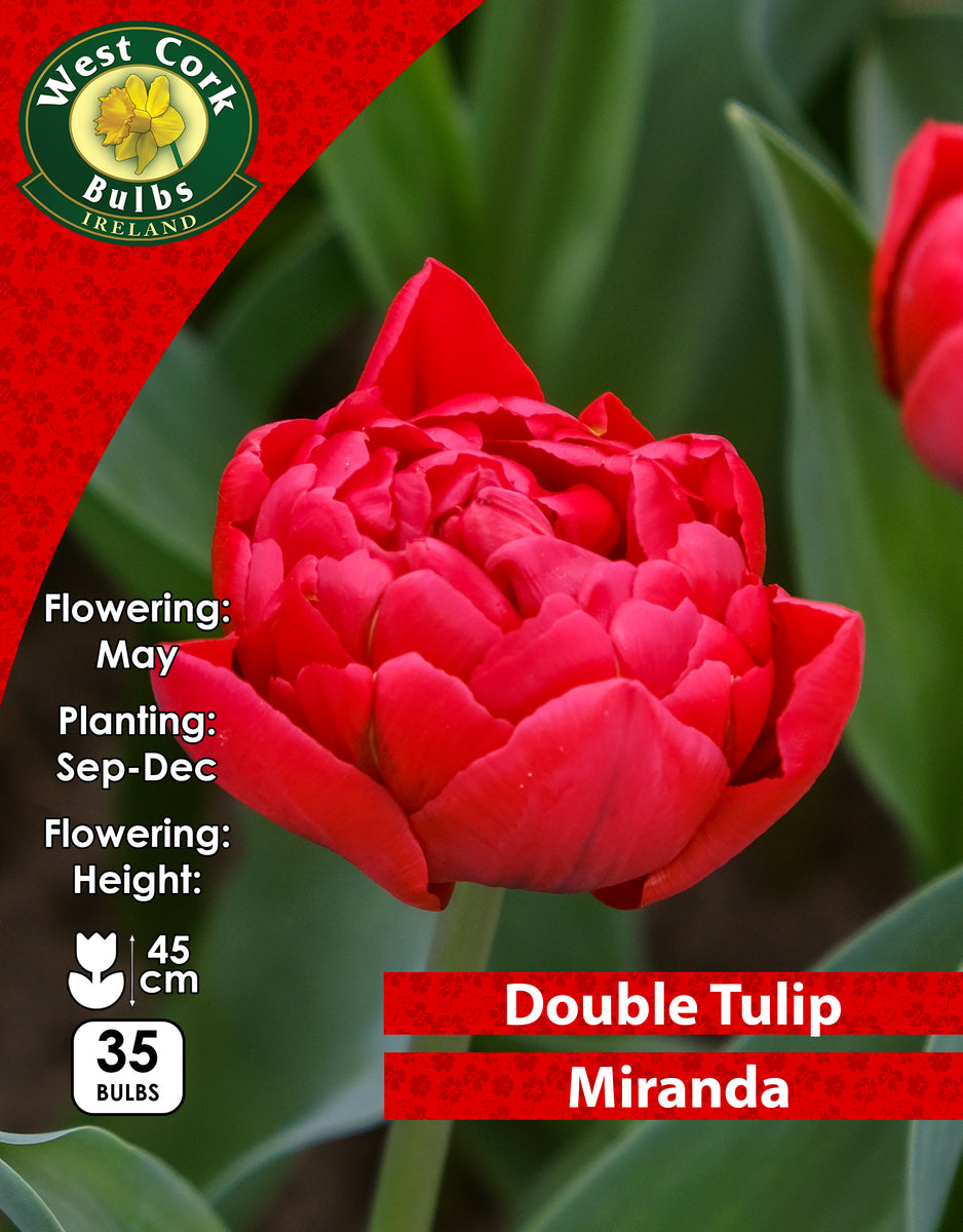 Double Tulip Miranda | Greens of Ireland